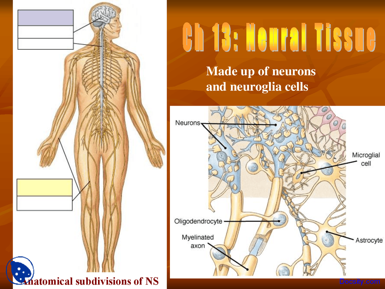 Neural Tissues Anatomy Lecture Slides Docsity