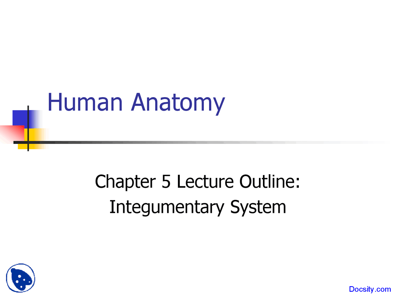 Integumentary System Anatomy Lecture Slides Docsity