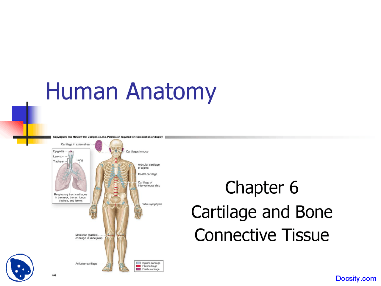 General Osteology - Anatomy - Lecture Slides - Docsity
