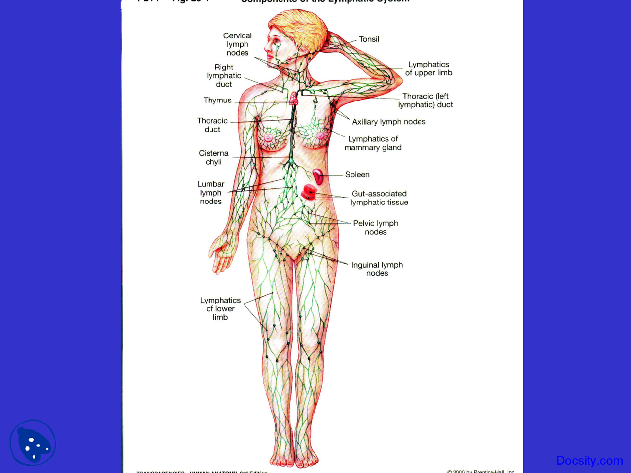 Lymphatic System Anatomy Lecture Slides Slides Dental Anatomy