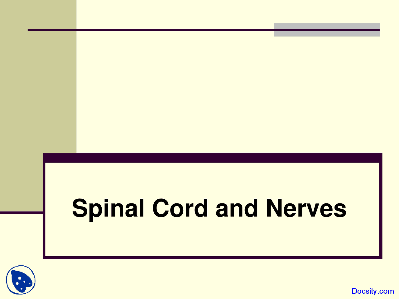 Stucture Of Nervous System Anatomy Lecture Slides Docsity