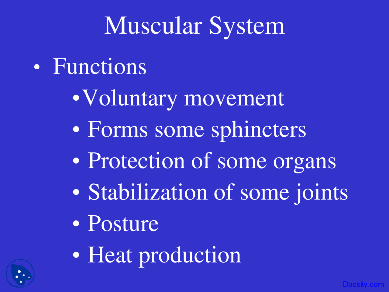 Stucture Of Muscular System Anatomy Lecture Slides Docsity