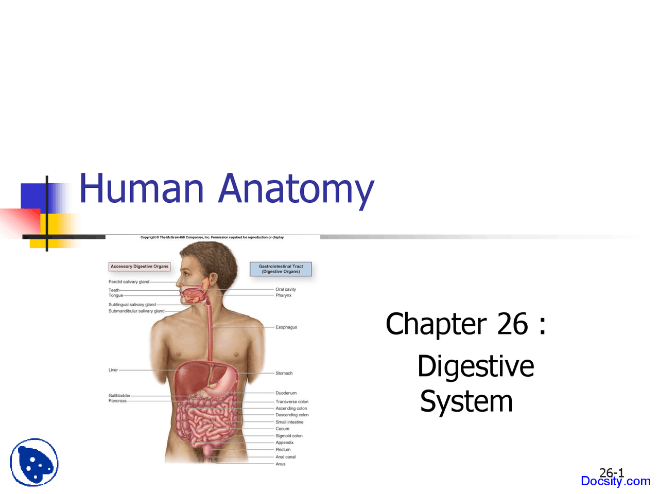 Structure Of Digestive System Anatomy Lecture Slides Docsity