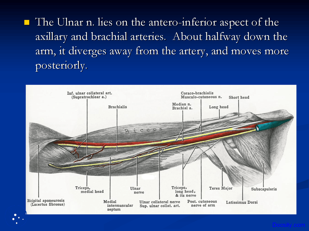 Ultrasound Guided Blocks Part 3 Anesthesia Lecture Slides Docsity