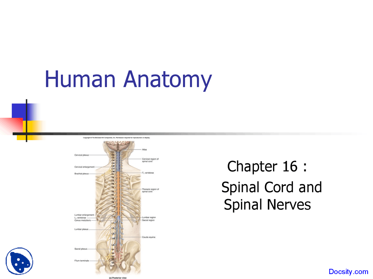 Spinal Cord and Spinal Nerves - Anatomy - Lecture Slides | Slides ...