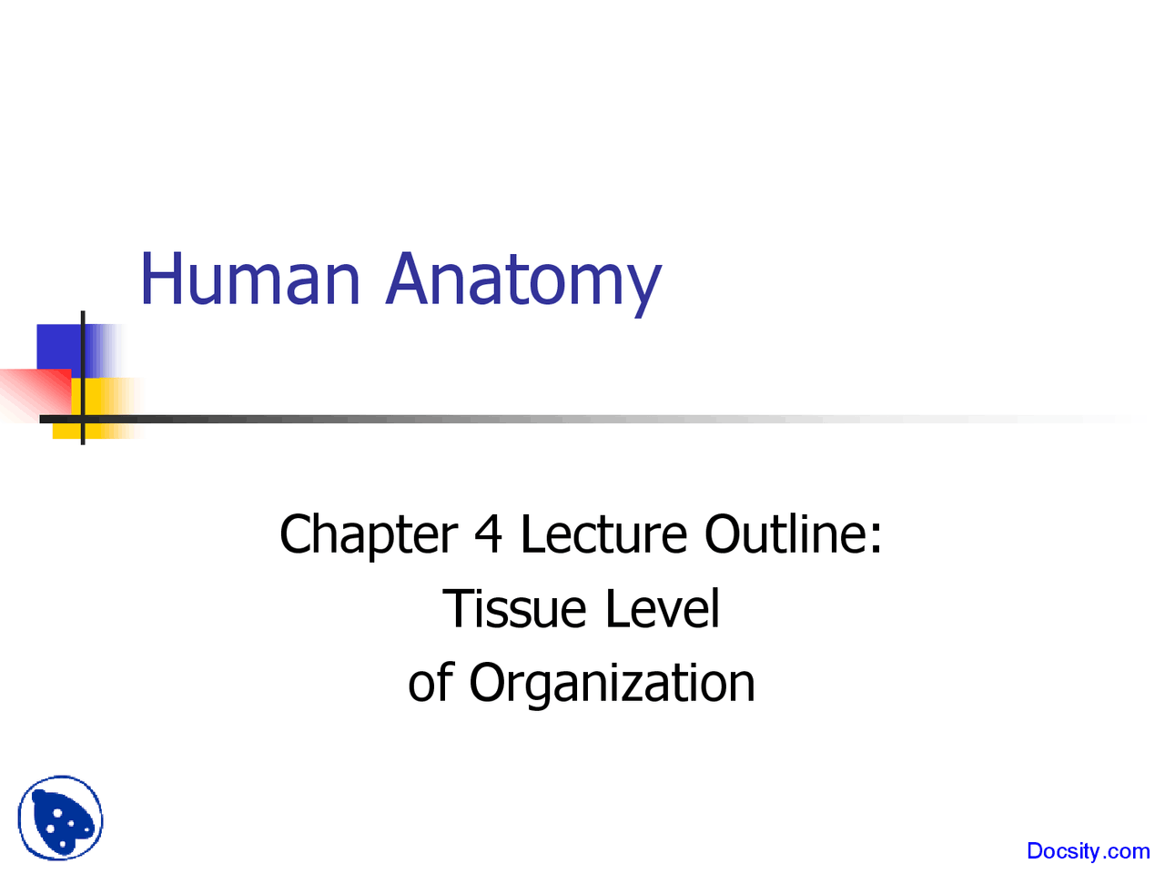 Tissue Level Of Organization Anatomy Lecture Slides Slides Dental Anatomy Docsity