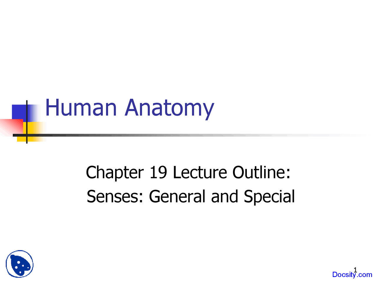 Senses Anatomy Lecture Slides Slides Dental Anatomy Docsity