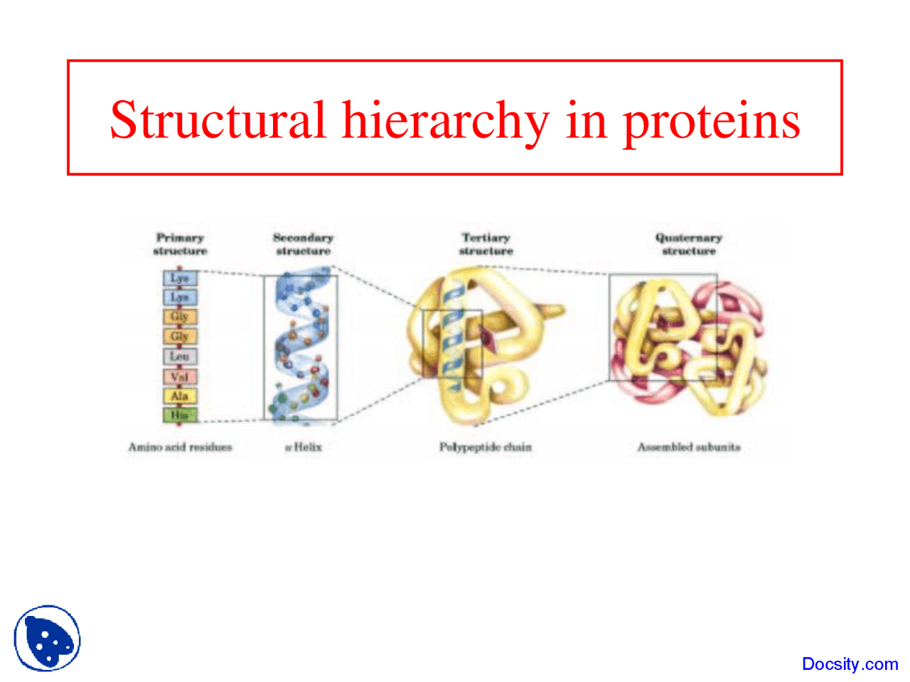 Structural Hierarchy In Proteins Biochemistry Lecture Slides Docsity