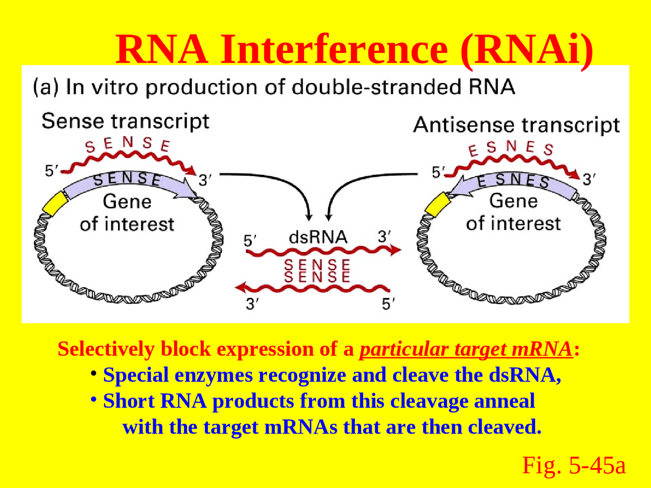 Lecture Slides on RNA Interference - Cell Biology | BIOL 3090 - Docsity