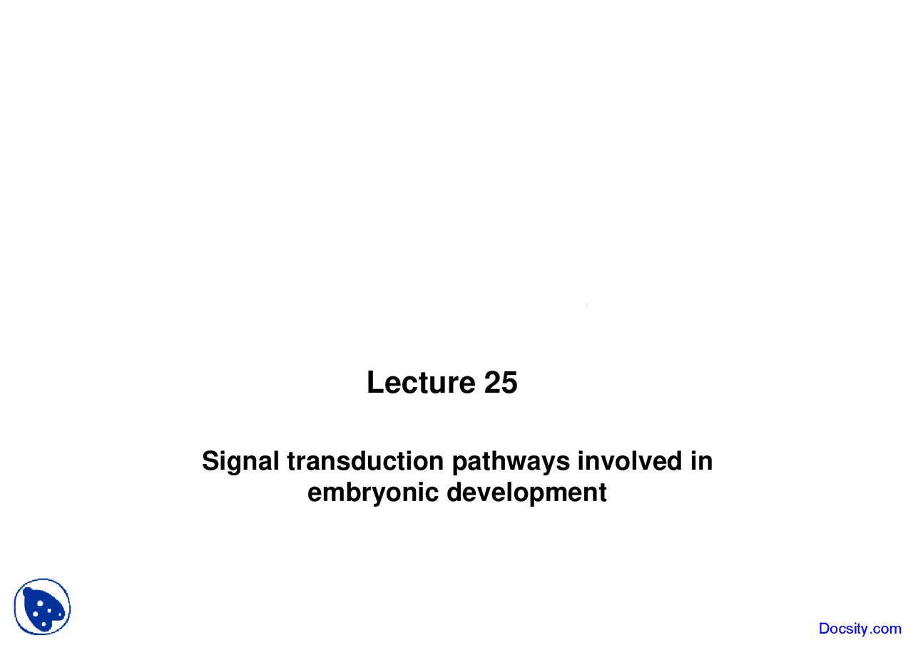 Signal Transduction In Embryonic Development Eukaryotic Gene