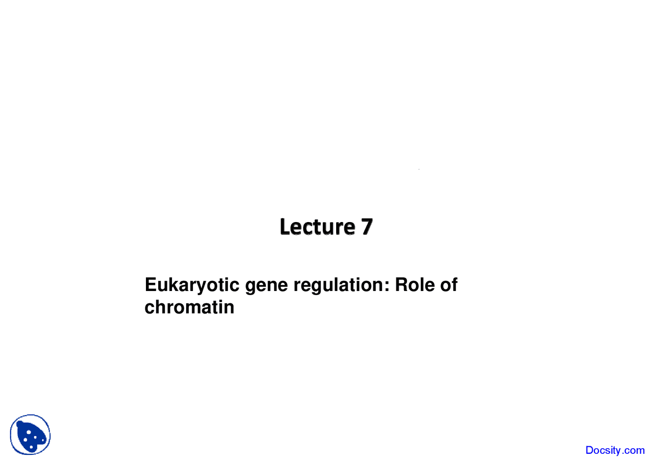 Role Of Chromatin Eukaryotic Gene Expression Lecture Sildes Docsity