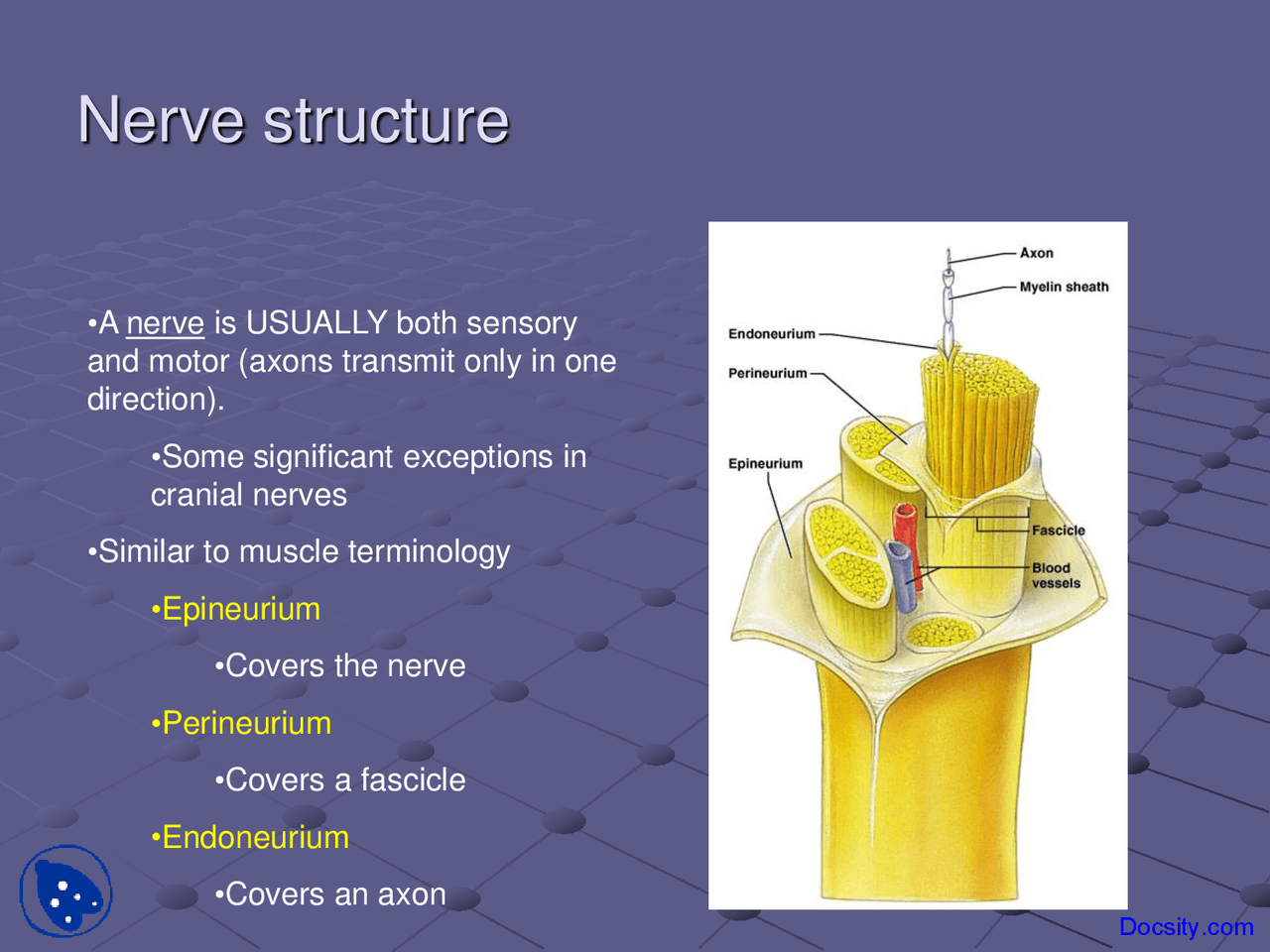 Nerve Stucture Anatomy Lecture Slides Docsity