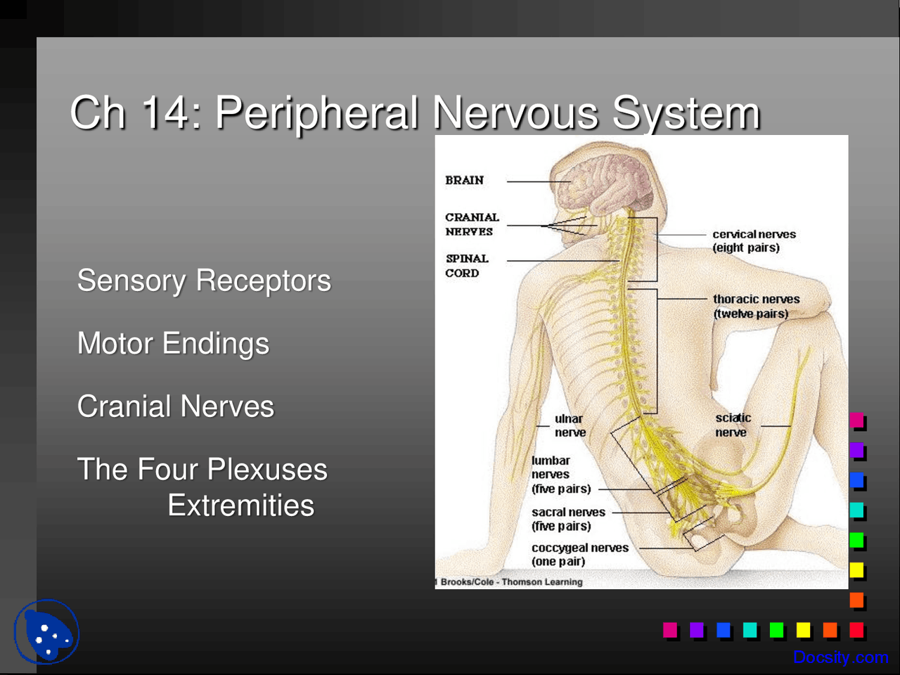 Peripheral Nervous System - Anatomy - Lecture Slides - Docsity