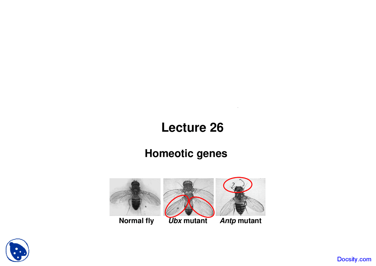 Homeotic Genes Eukaryotic Gene Expression Lecture Sildes Docsity