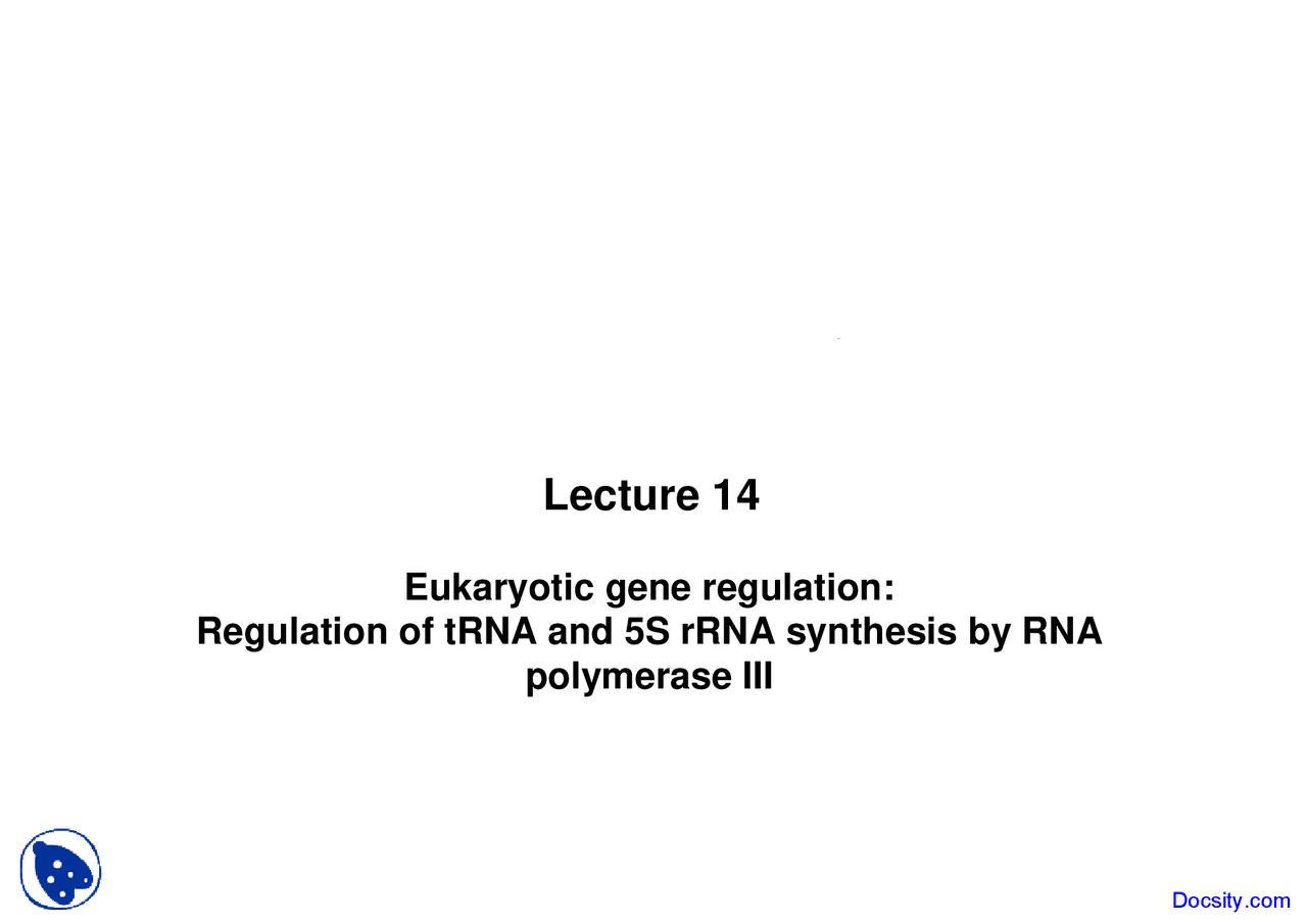 Regulation Of Trna Eukaryotic Gene Expression Lecture Sildes Docsity