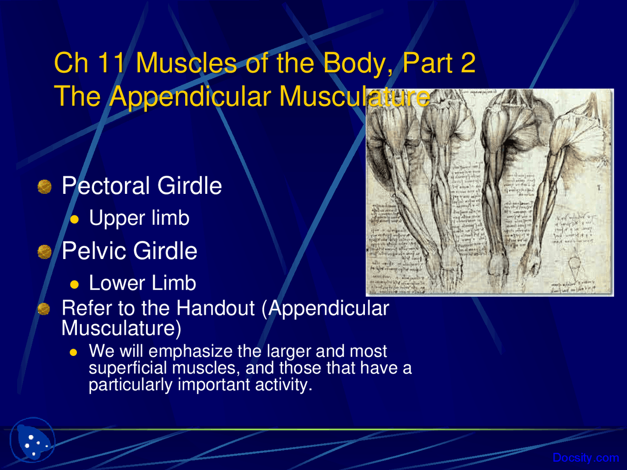 The Appendicular Musculature Anatomy Lecture Slides Docsity