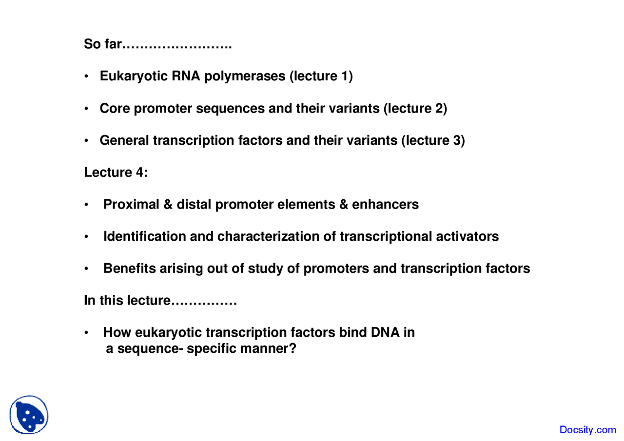 Sequence Specific Manner Eukaryotic Gene Expression Lecture Sildes