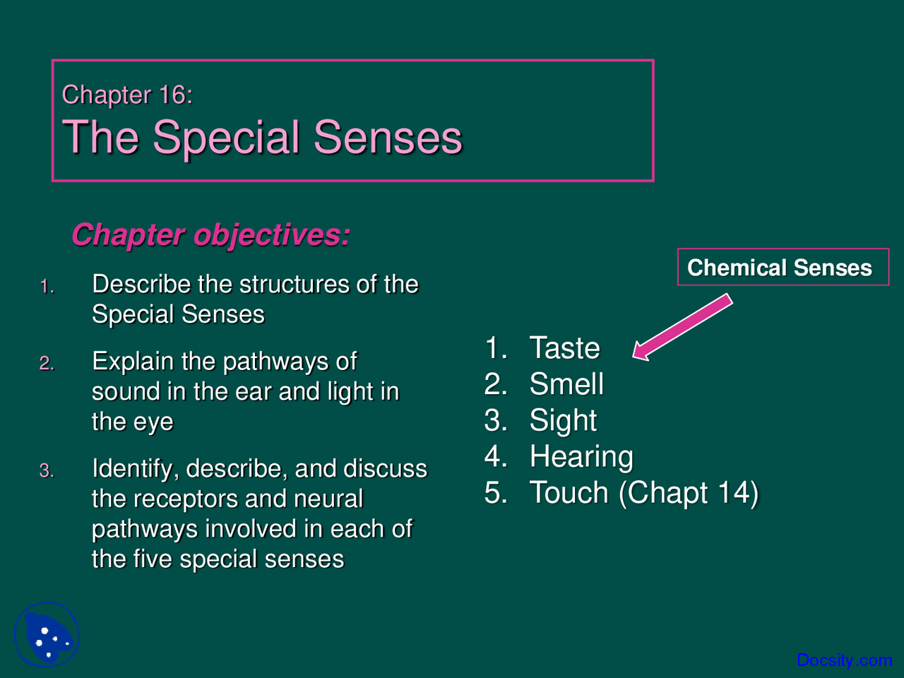 The Special Senses Anatomy Lecture Slides Docsity