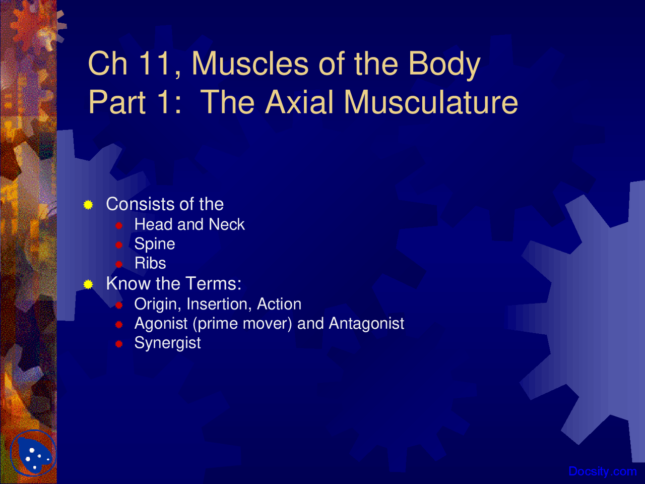 The Axial Musculature - Anatomy - Lecture Slides - Docsity