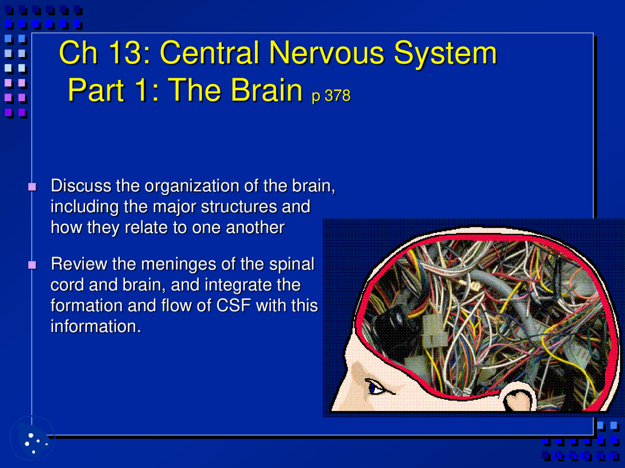 The Brain Anatomy Lecture Slides Docsity