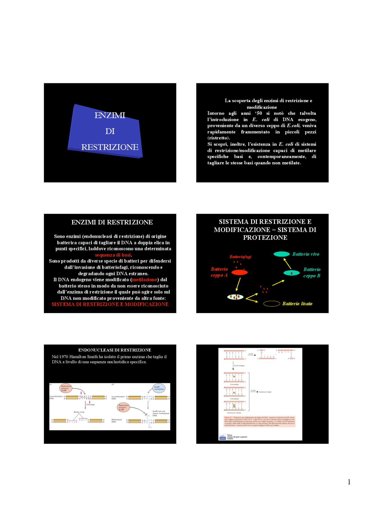 7 Enzimi Restrizione Appunti Di Biologia Molecolare Docsity