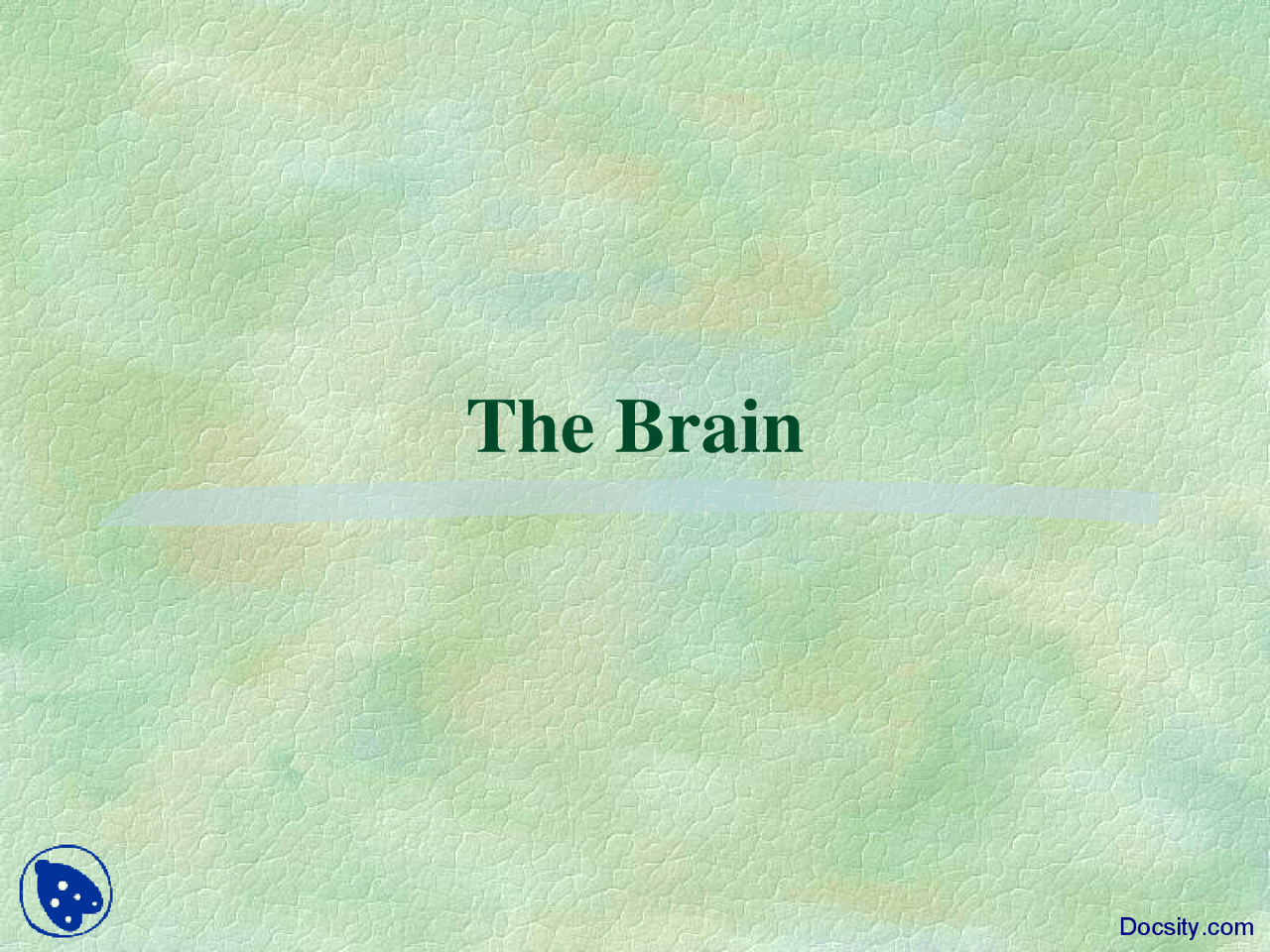 Brain Introduction To Psychology Lecture Slides Docsity