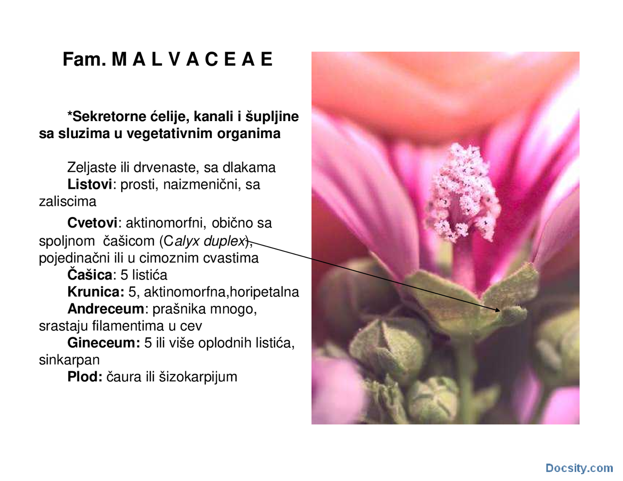 Sistematika Slajdovi Botanika Farmacija 4 Slajdovi Predlog