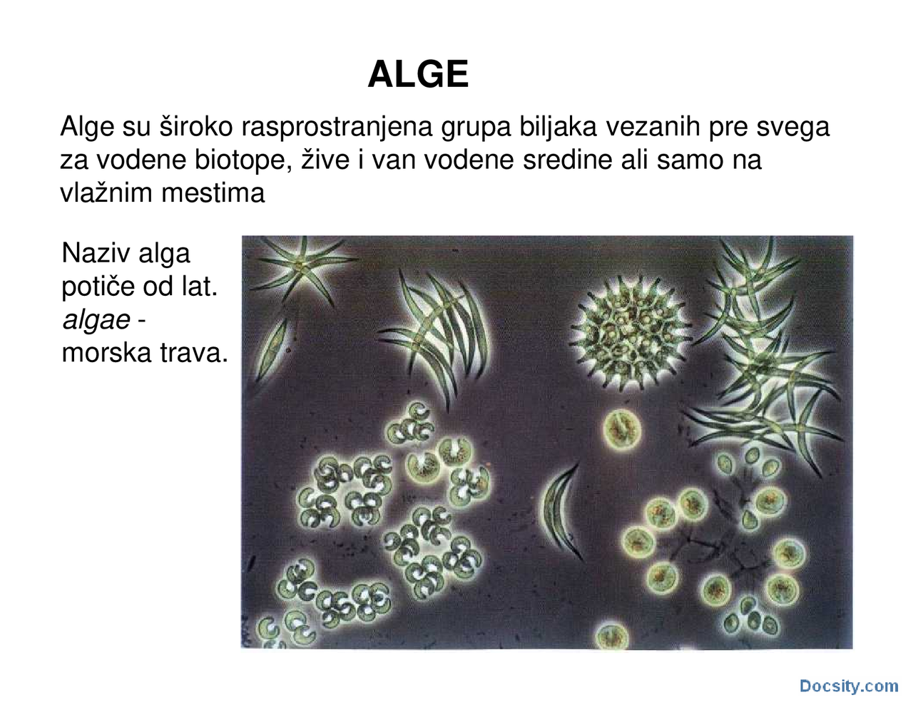 Alge I Lisajevi Slajdovi Botanika Farmacija Slajdovi Predlog