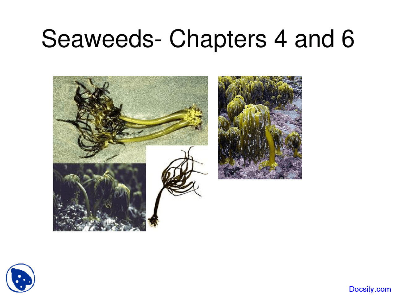 Seaweeds Marine Biology Lecture Slides Docsity