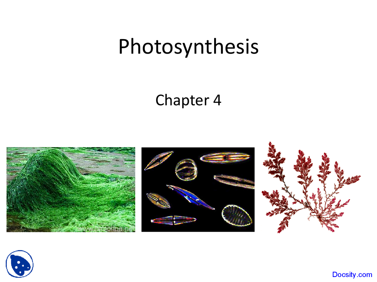 Photosynthesis - Marine Biology - Lecture Slides - Docsity