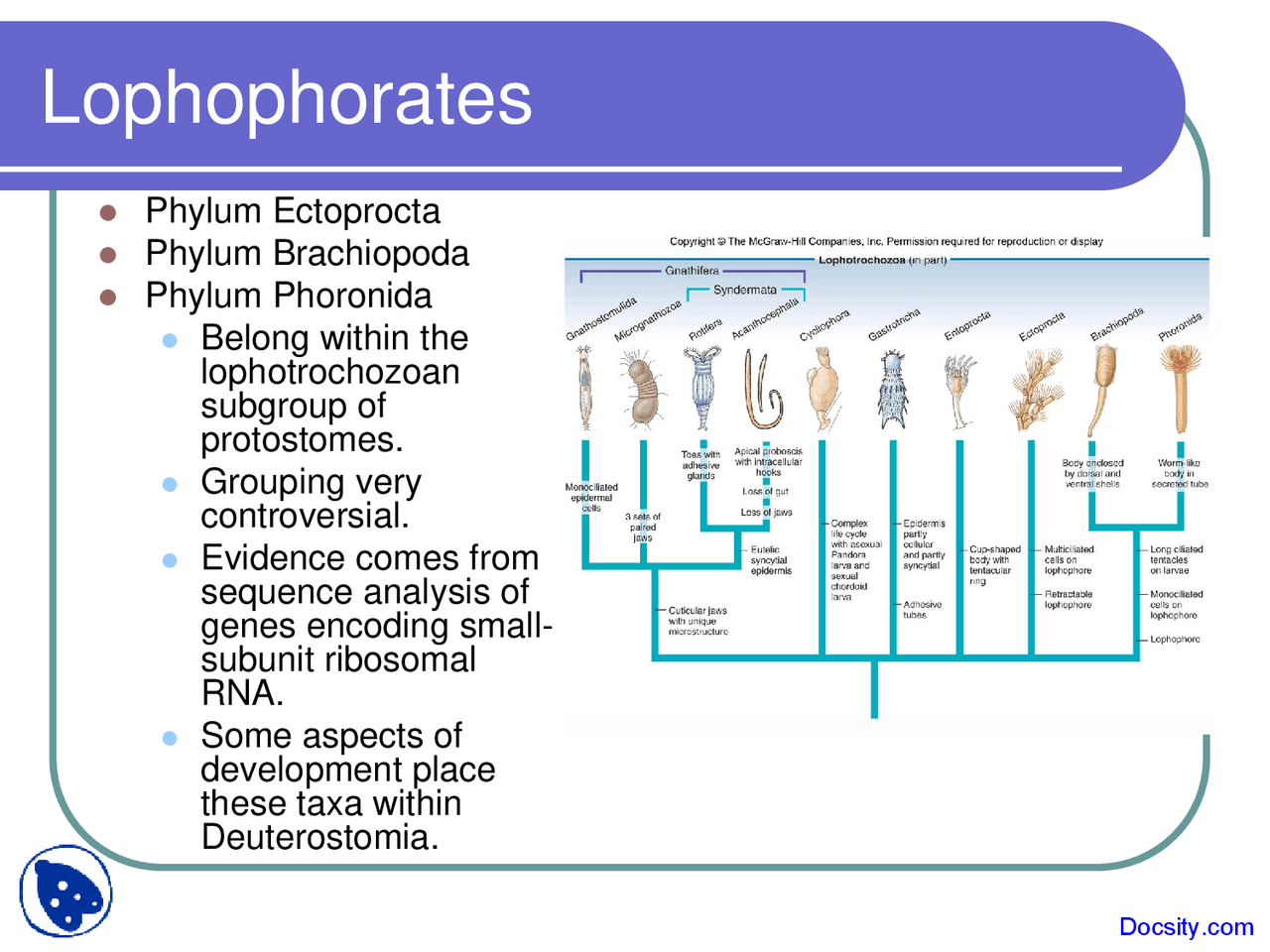 Lophophorates - General Zoology - Lecture Slides - Docsity