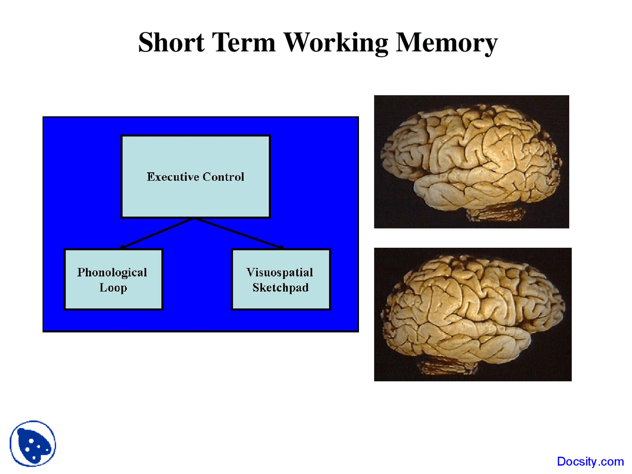 Short Term, Memory Model - Cognitive Psychology - Lecture Slides | Slides Cognitive Psychology ...
