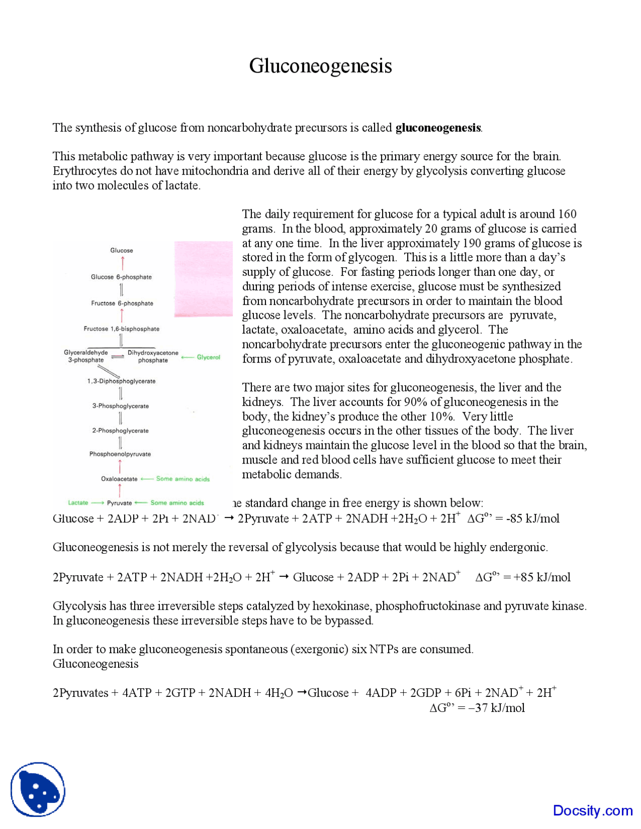 Gluconeogenesis Biochemistry Lecture Notes Docsity