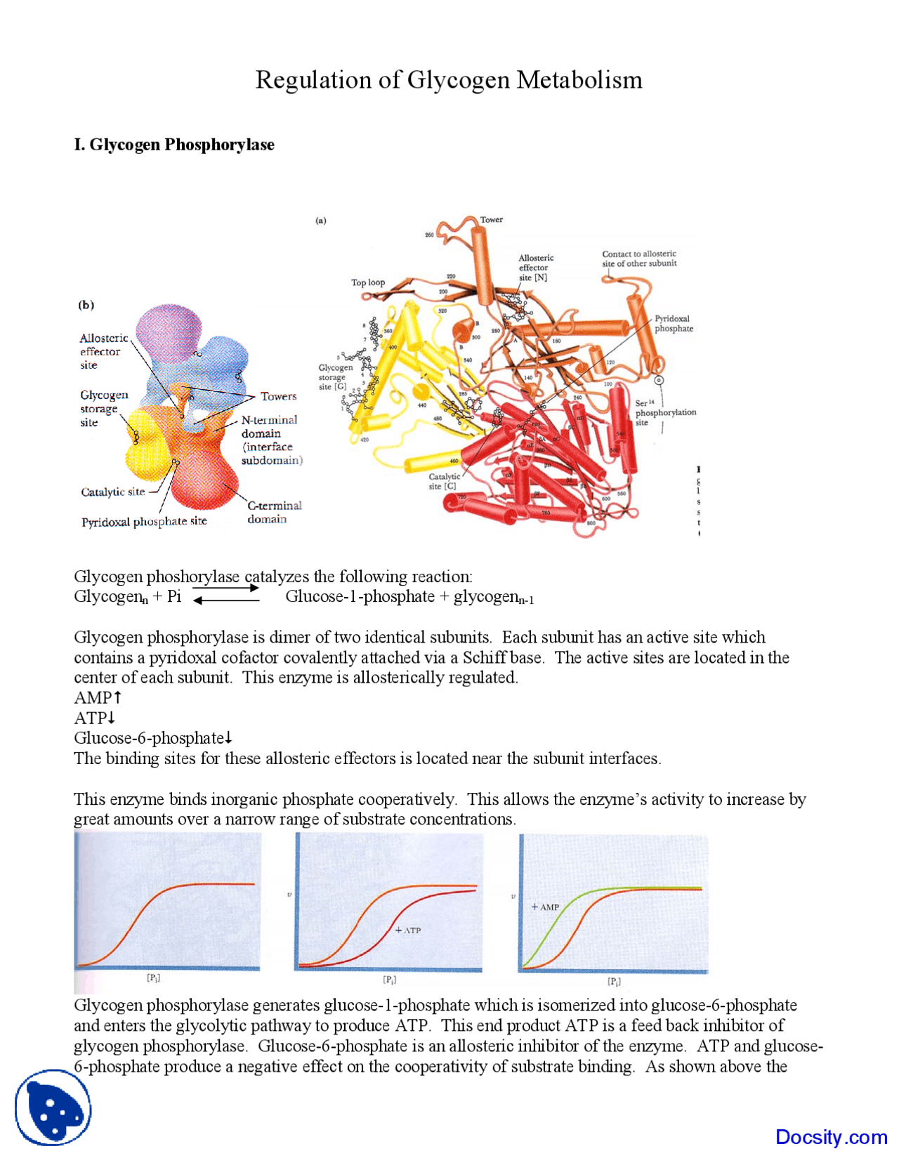 Regulation Of Glycogen Metabolism Biochemistry Lecture Notes Docsity