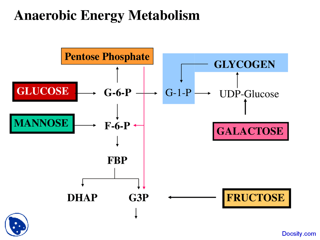 Energy Metabolism Biochemistry Lecture Slides Docsity