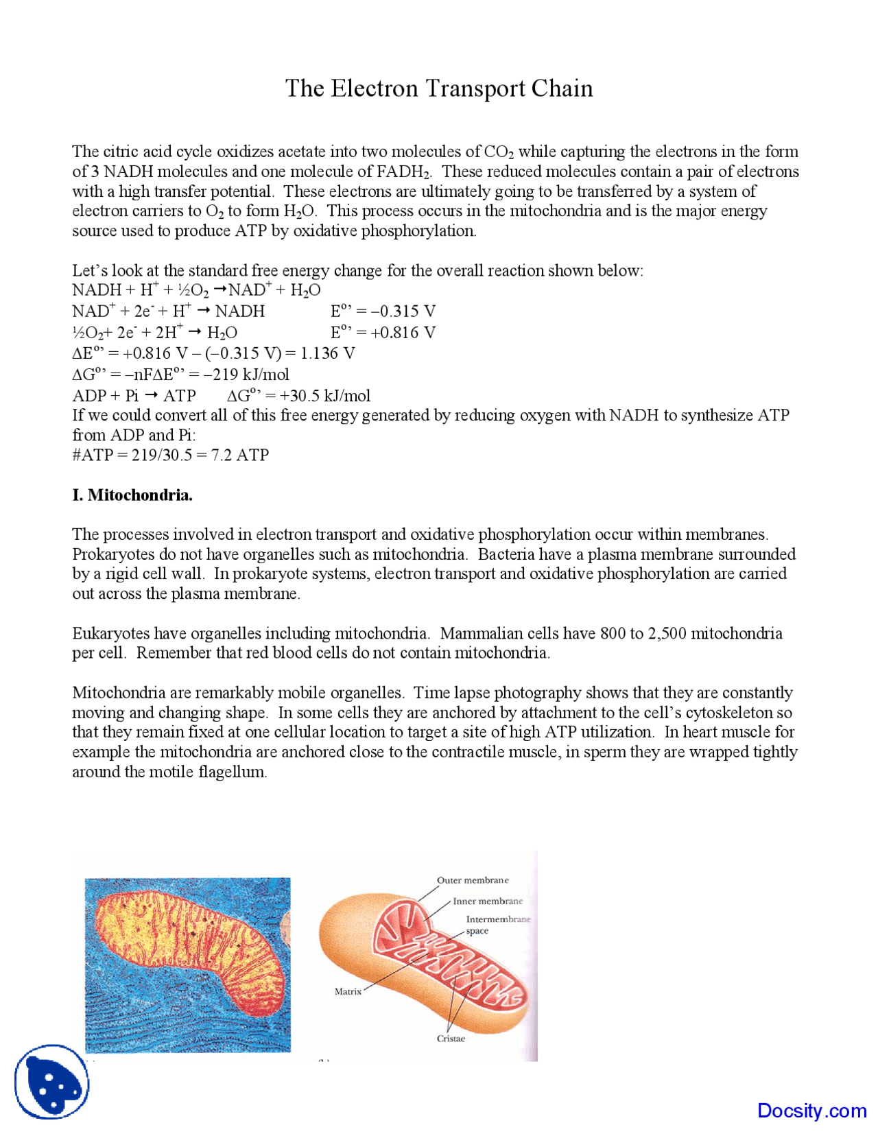 The Electron Transport Chain Biochemistry Lecture Notes Docsity
