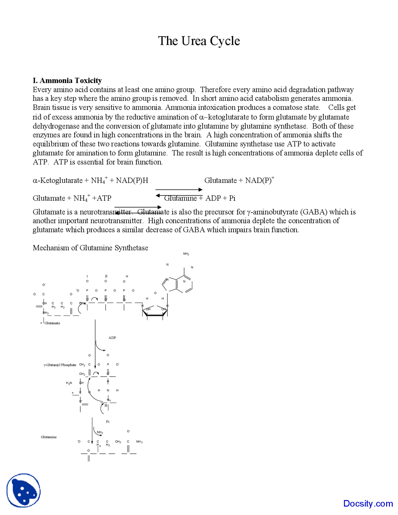 The Urea Cycle - Biochemistry - Lecture Notes | Study notes ...