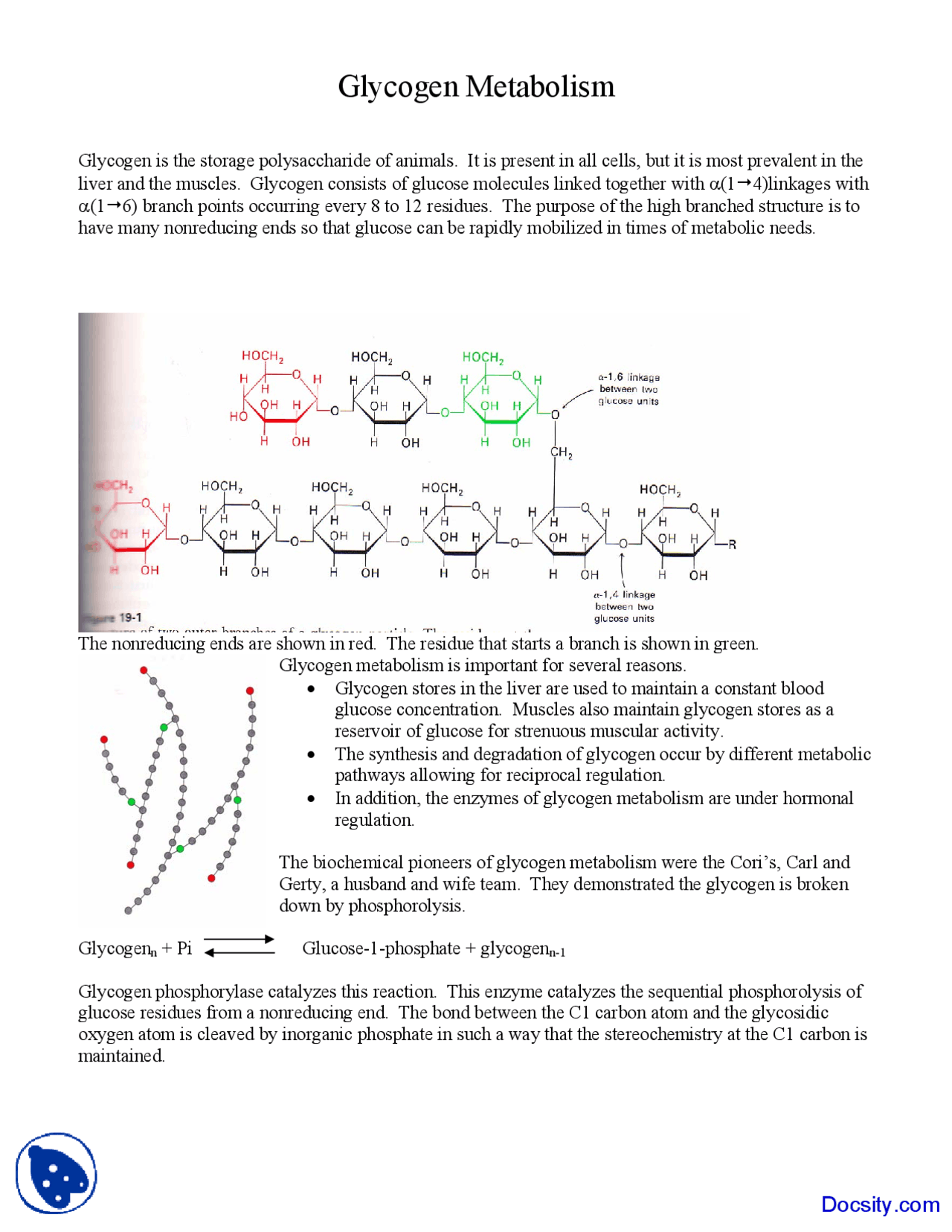 Glycogen Metabolism Biochemistry Lecture Notes Docsity