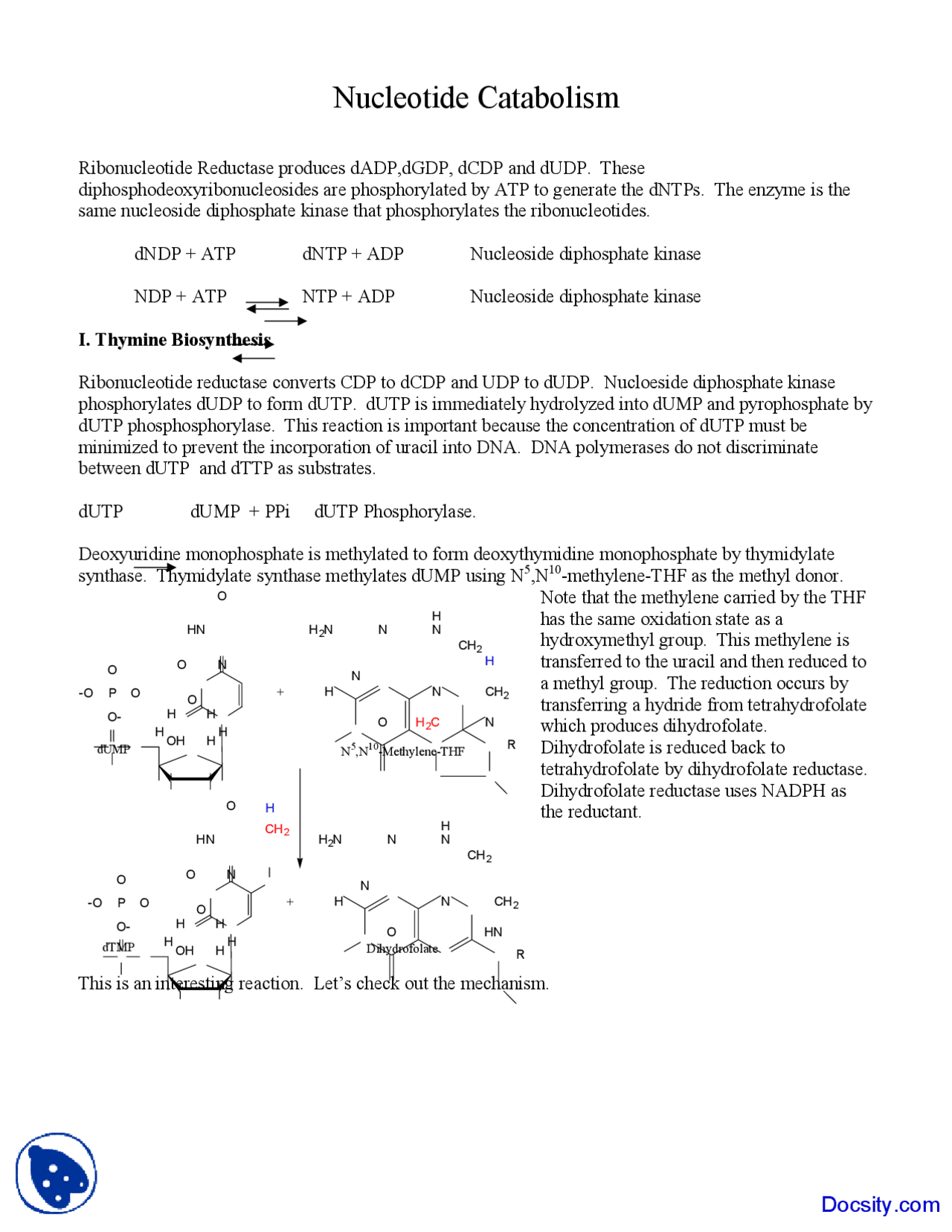 Nucleotide Catabolism Biochemistry Lecture Notes Docsity