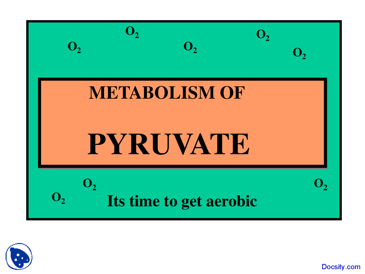 Pyruvate - Biochemistry - Lecture Slides - Docsity