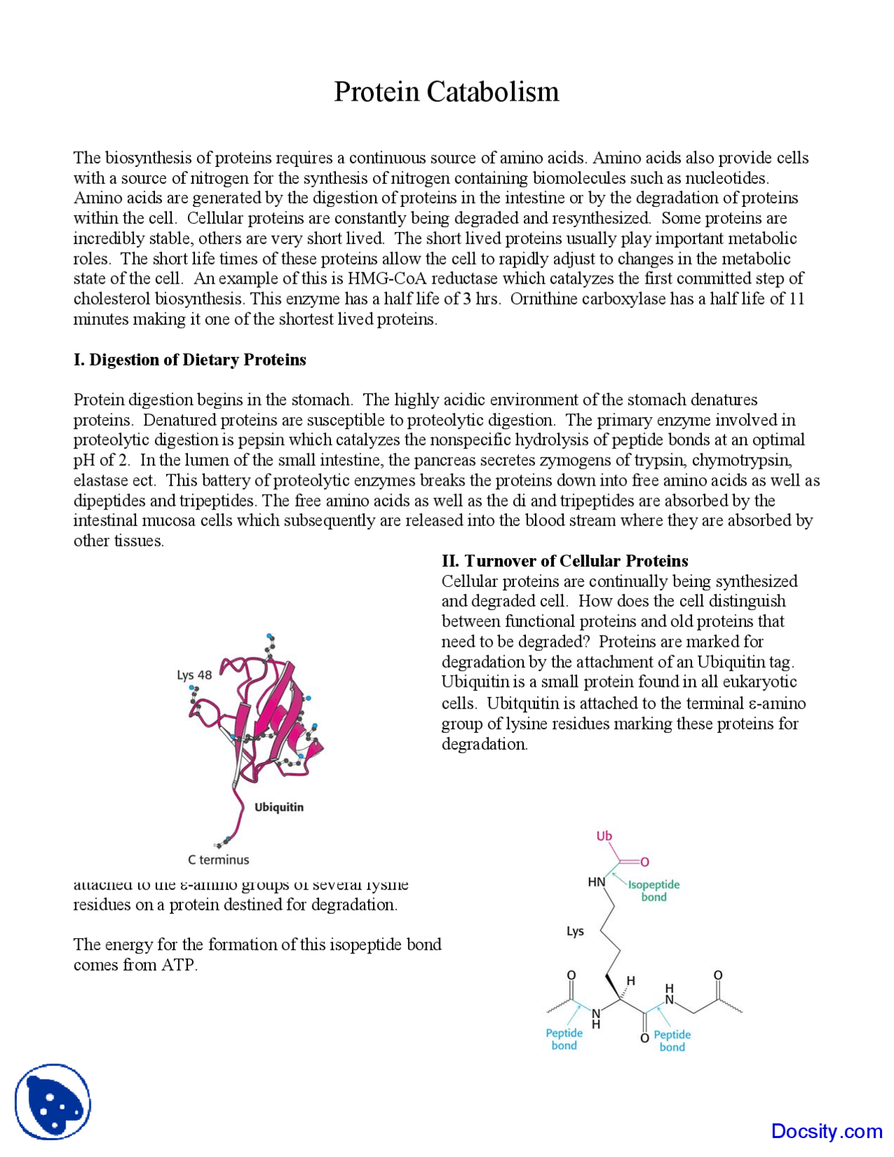 Protein Catabolism Biochemistry Lecture Notes Docsity