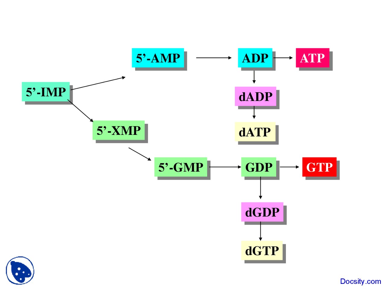 Deoxyribonucleotides Biochemistry Lecture Slides Slides