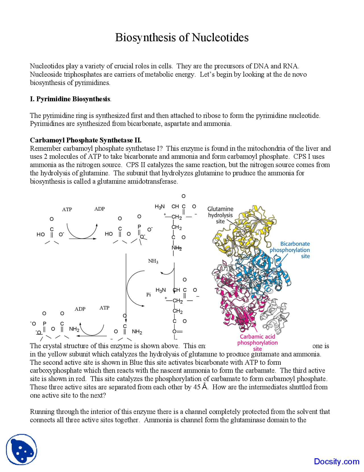 Biosynthesis Of Nucleotides Biochemistry Lecture Notes Docsity