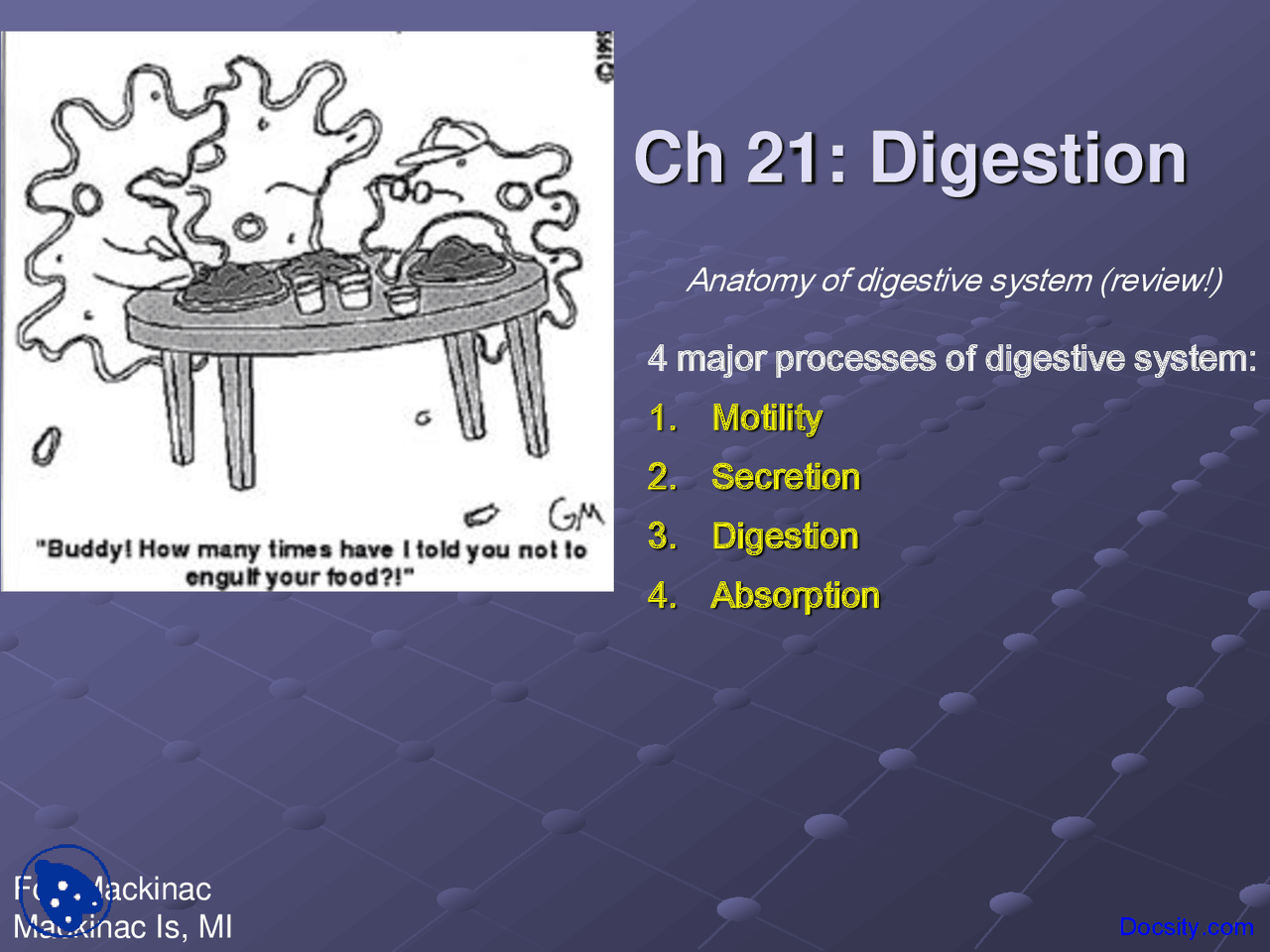 Phases of Digestion - Human Physiology - Lecture Slides - Docsity