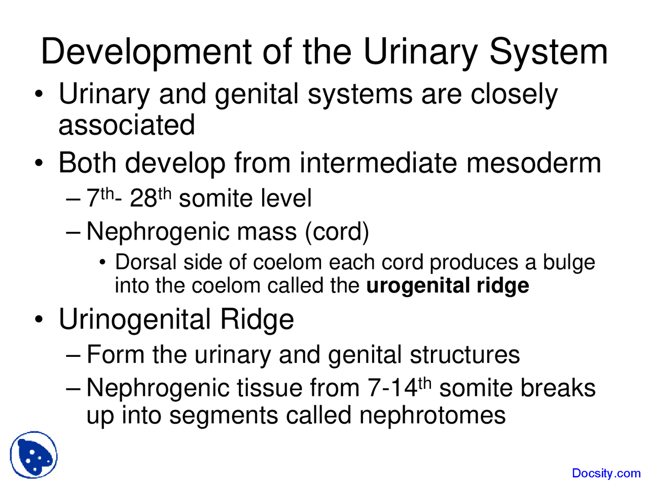 Development of the Urinary System - Introduction to Embryology ...