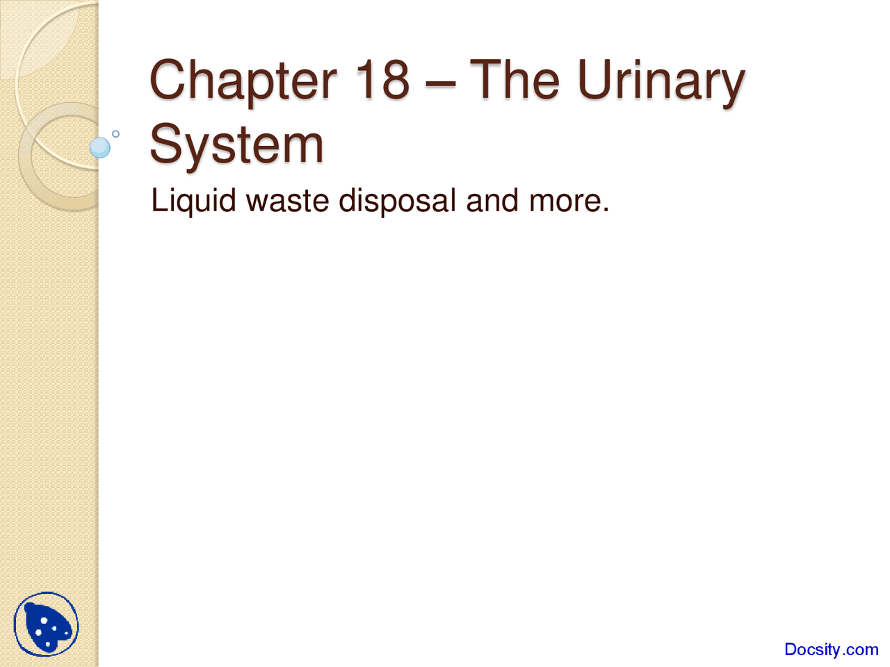 The Urinary System - Biology - Lecture Slides - Docsity