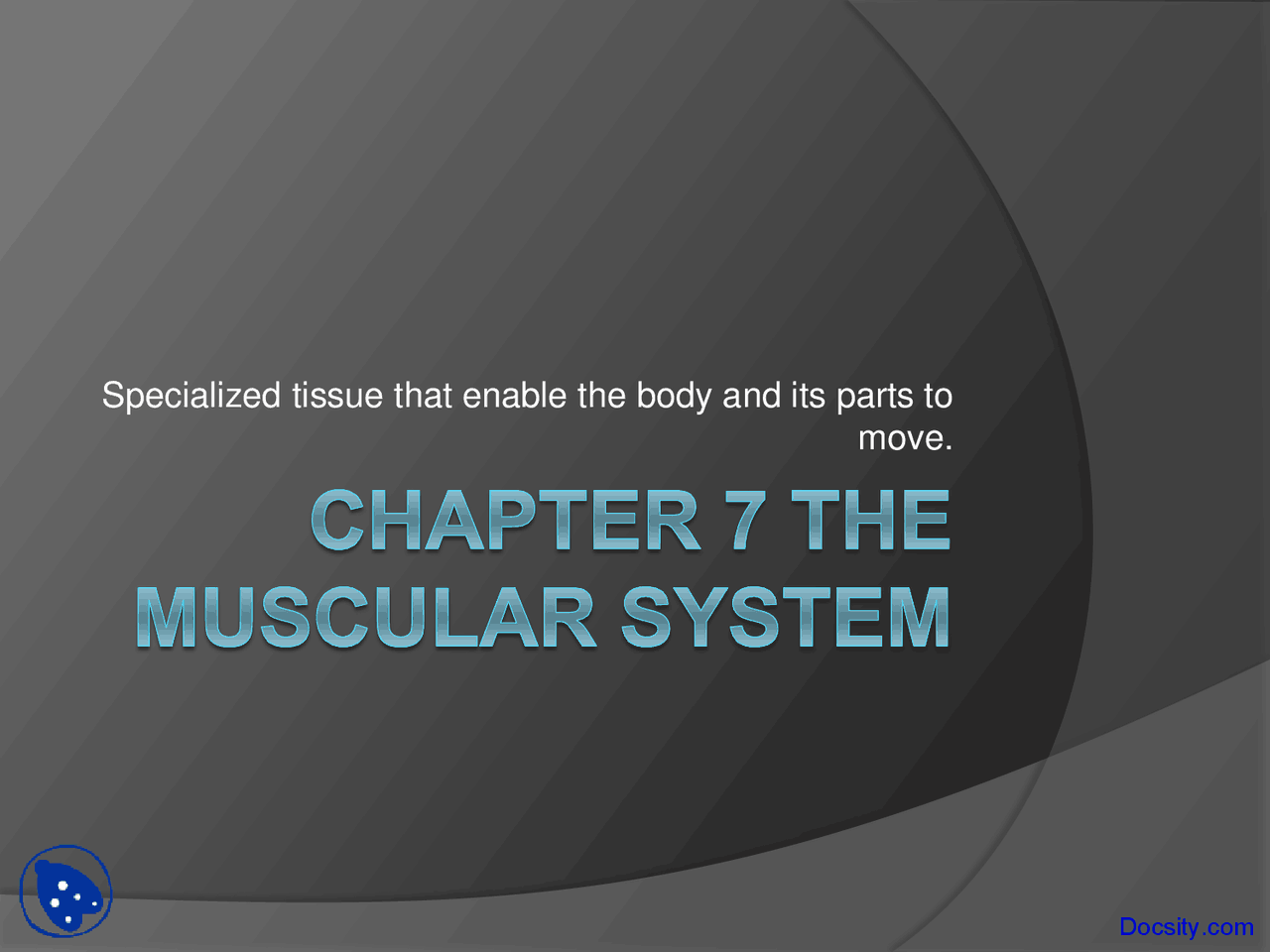 The Muscular System Biology Lecture Slides Docsity