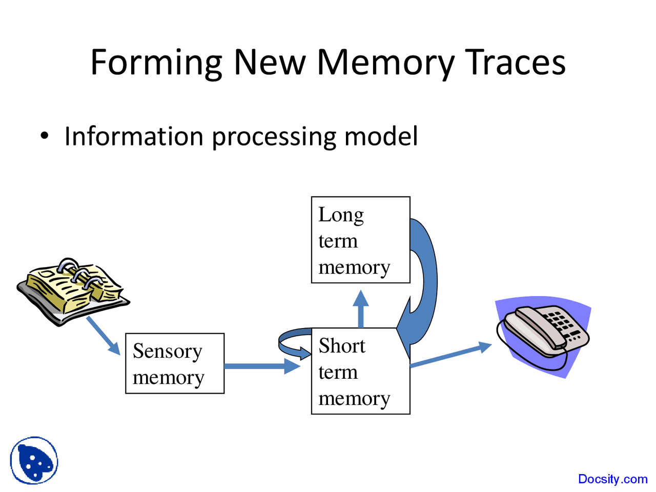 Short Term Memory Human Cognitive Processes Lecture Slides Docsity