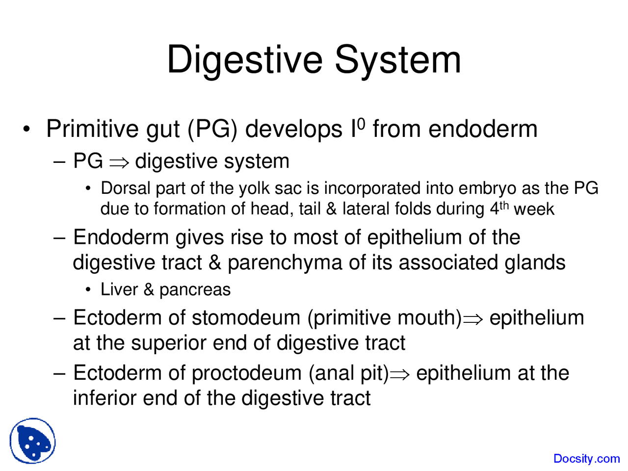 Digestive System - Introduction to Embryology - Lecture Slides - Docsity