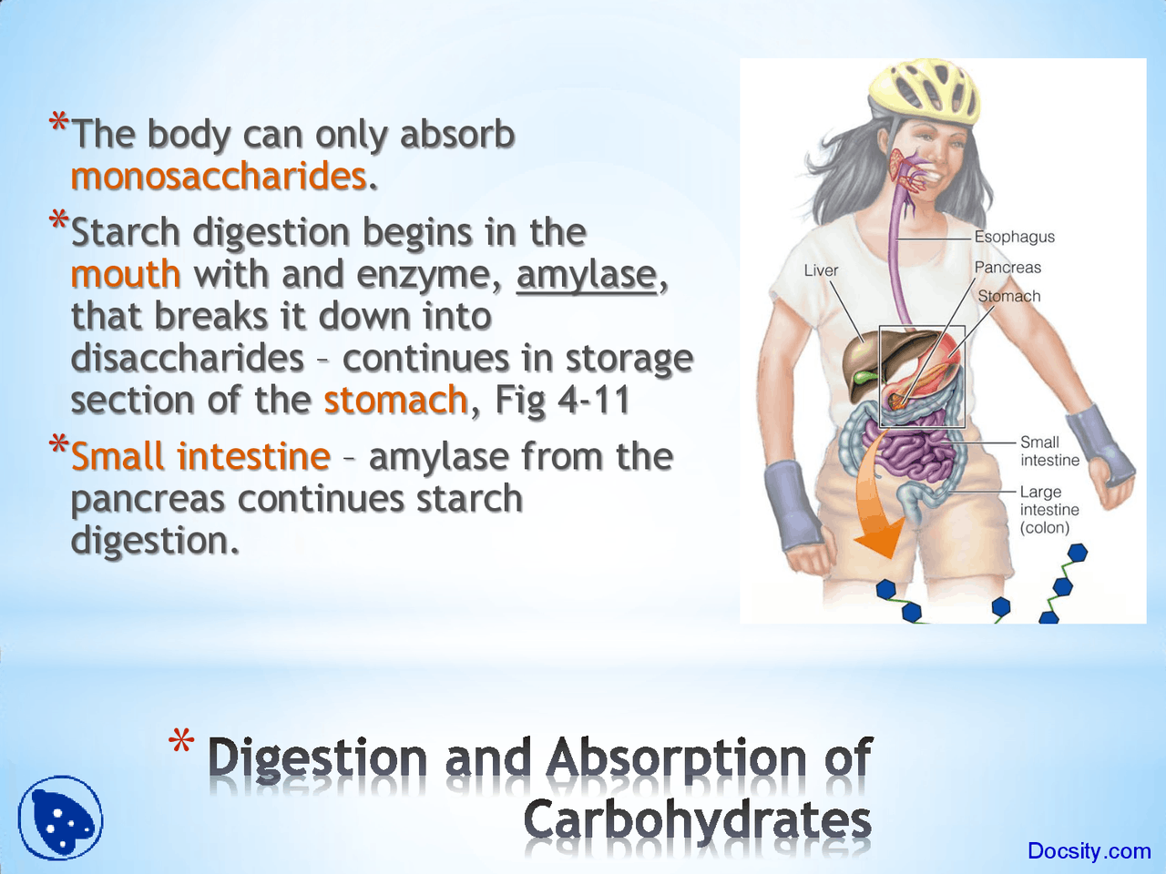 Short Note On Digestion And Absorption Of Carbohydrates In The Body ...